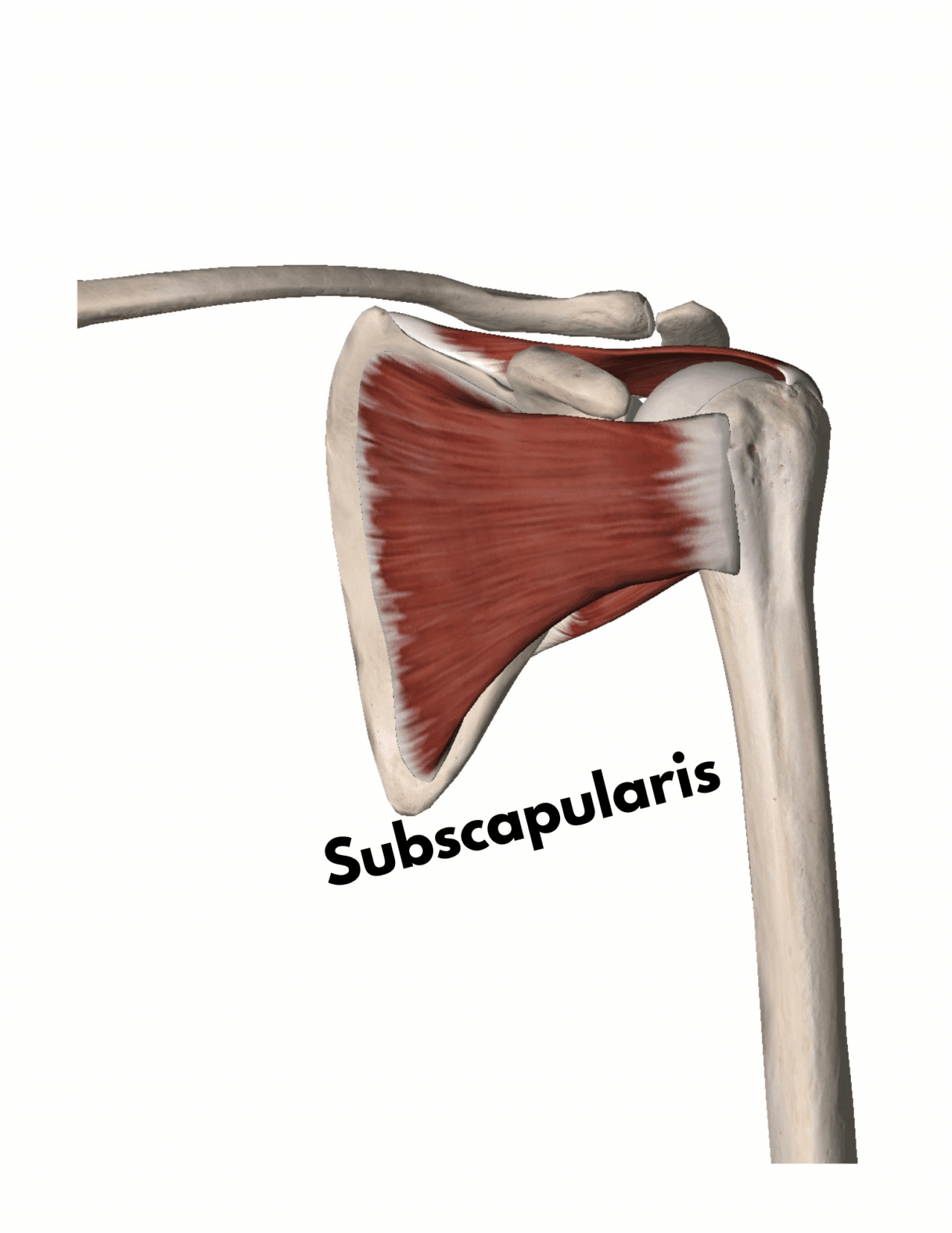 Guide to Rotator Cuff Tendinopathy: Part 1 - Chiromovement | Muscle and ...